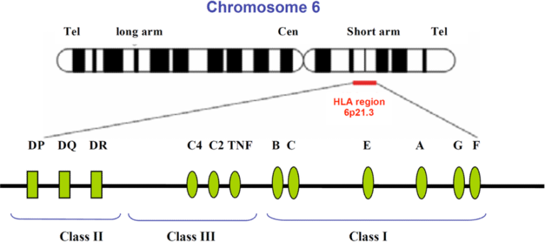 A deep dive into Chromosome VI - ChromosomeVI