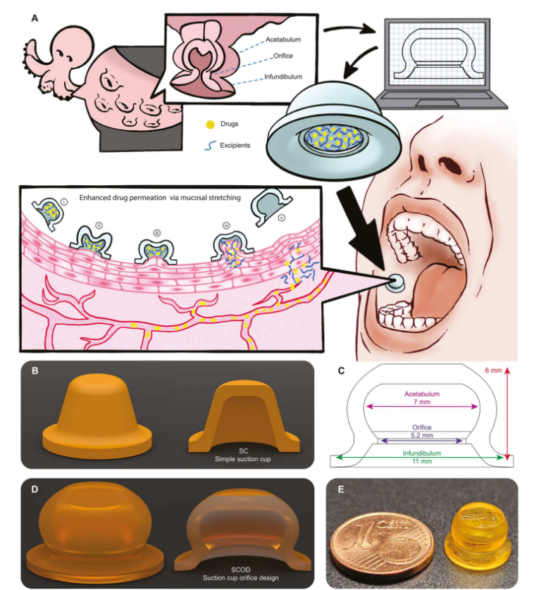 Learning from Octopi: Drug delivery using Rubber Suction Cups ...